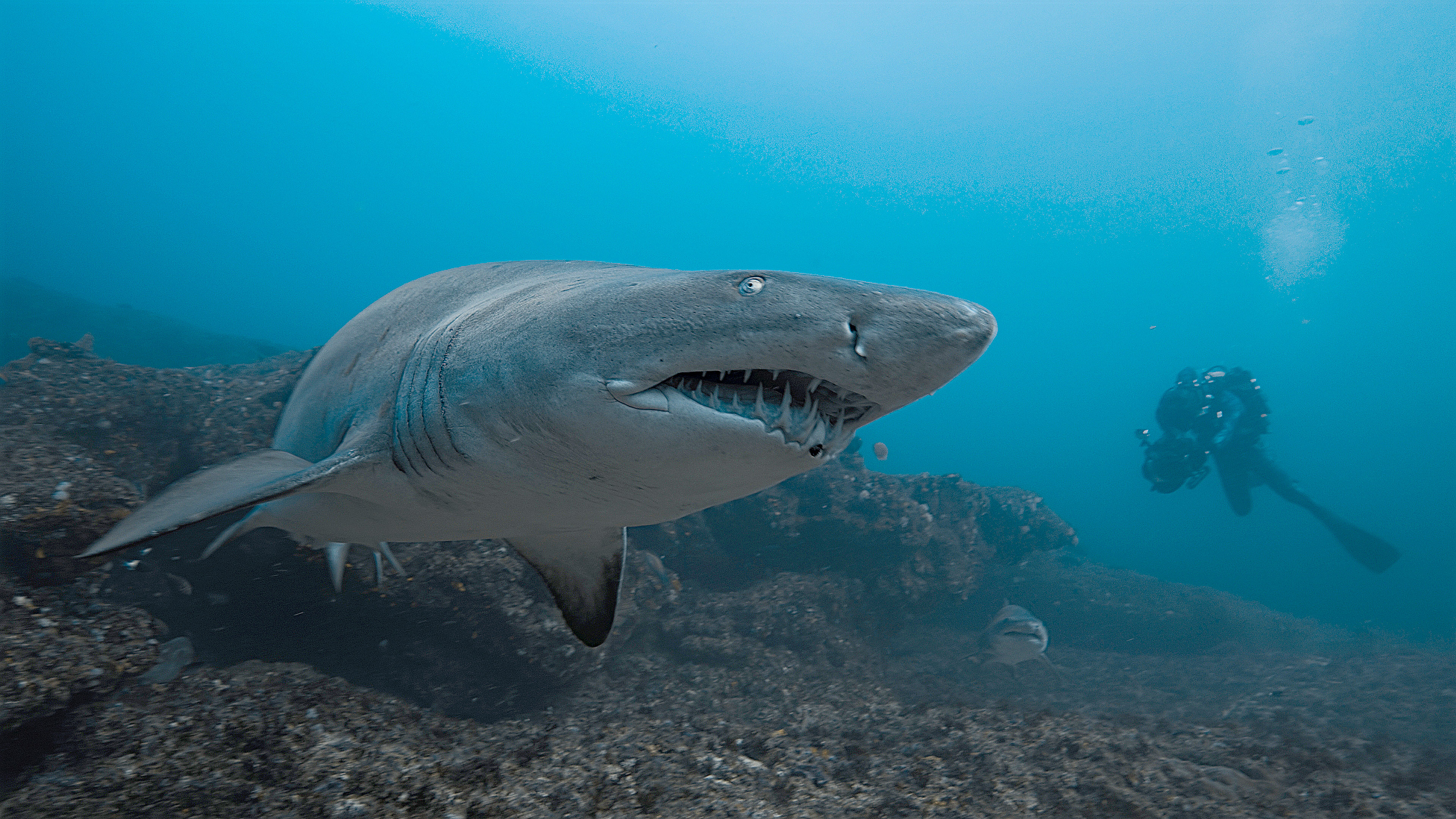 Swimming with Sharks: Behind the (underwater) lens | American Press