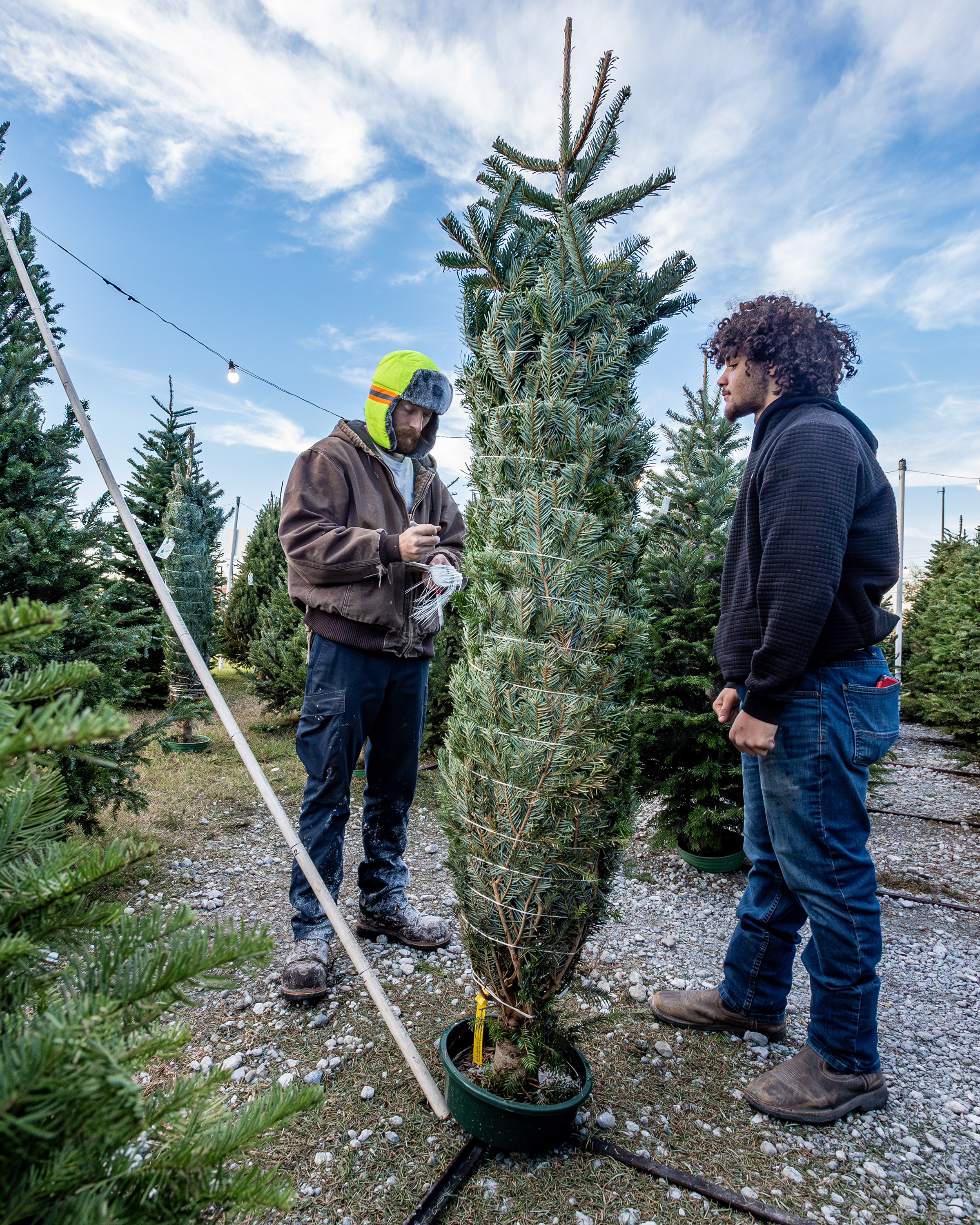 PHOTO GALLERY: Christmas tree shopping | American Press
