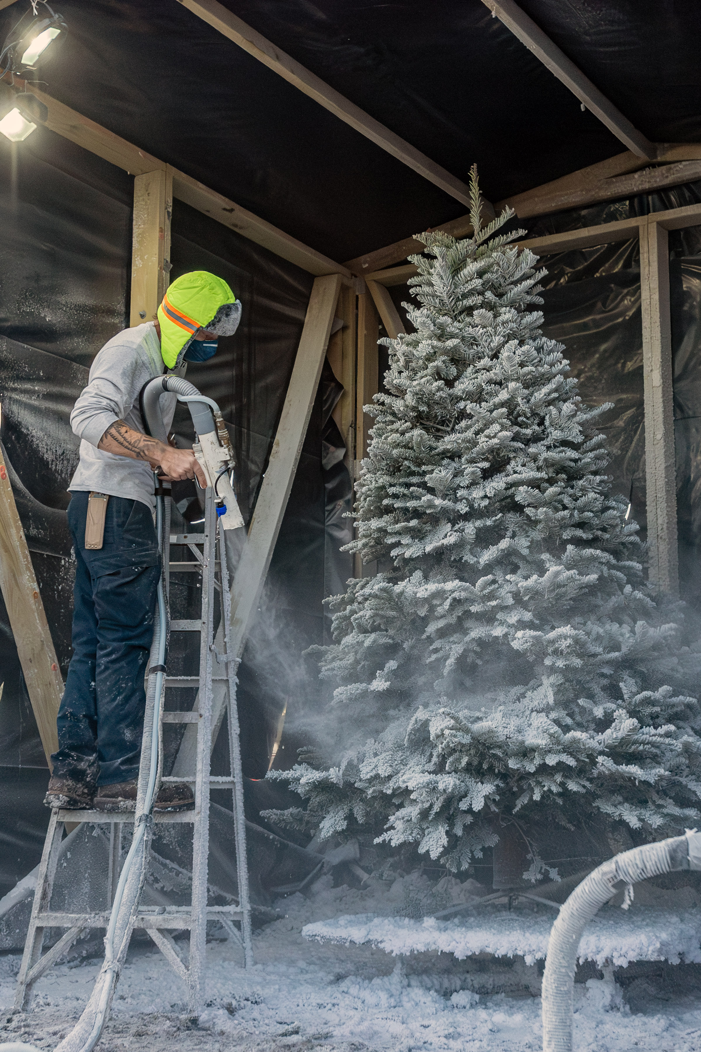 PHOTO GALLERY: Christmas tree shopping | American Press